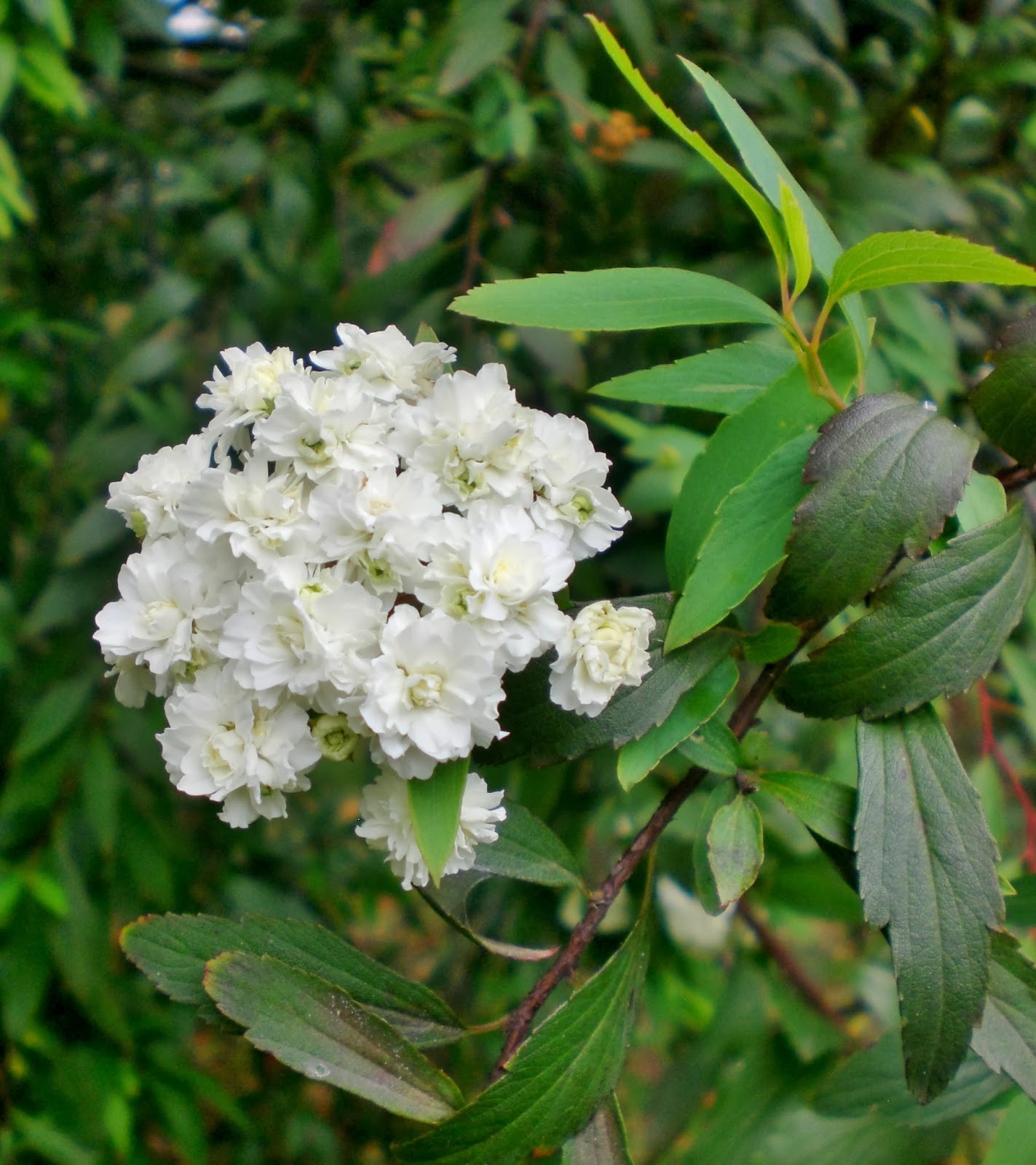 Spirea cantoniensis var lanceata | Flores colombia