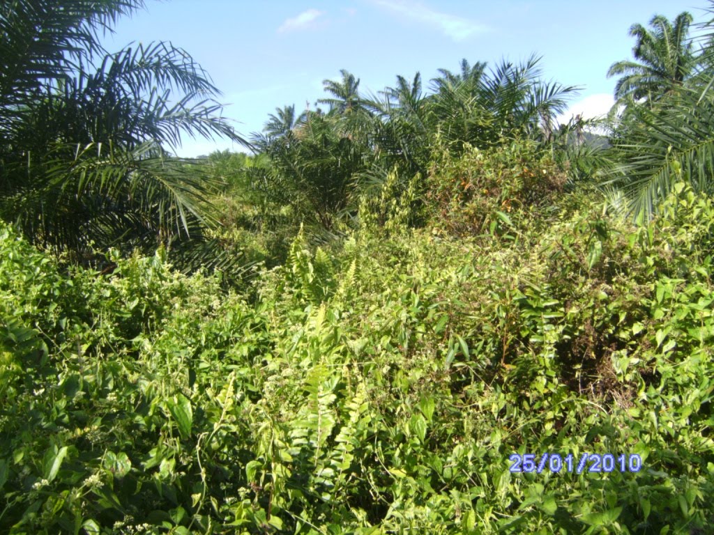 Gaya Peneroka: Ladang bertukar semak samun