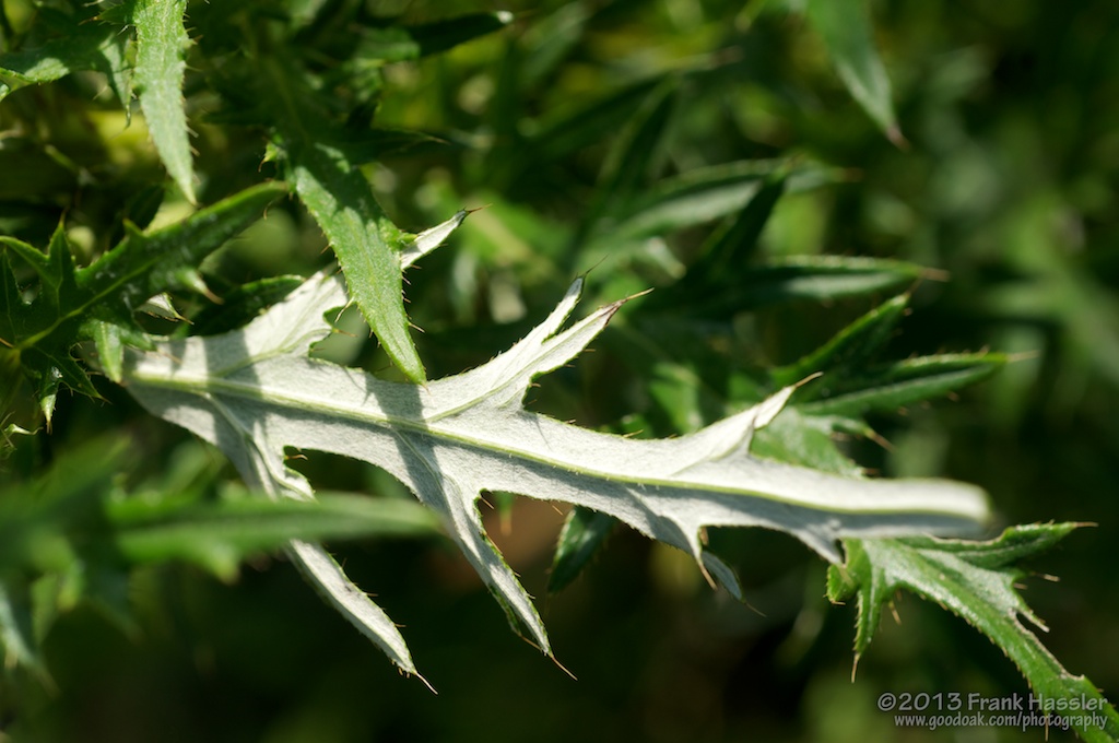 Good Oak News: Native Thistles: Pillars of the (Natural) Community