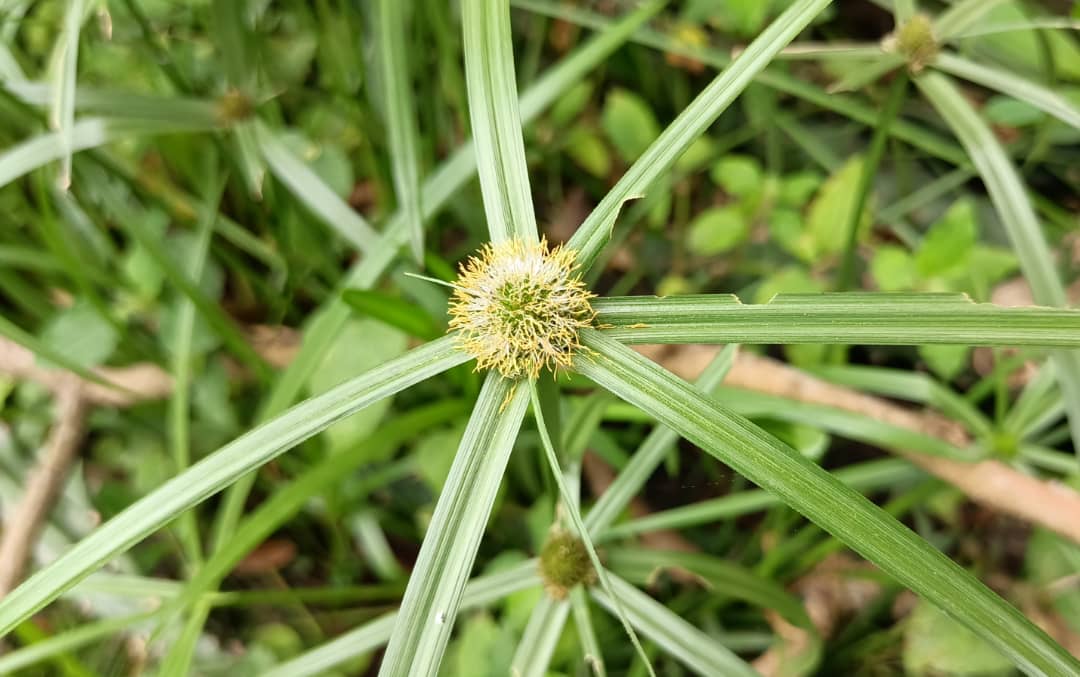 Awal : CARA RAWAT KUCING MENGGUNA RUMPUT