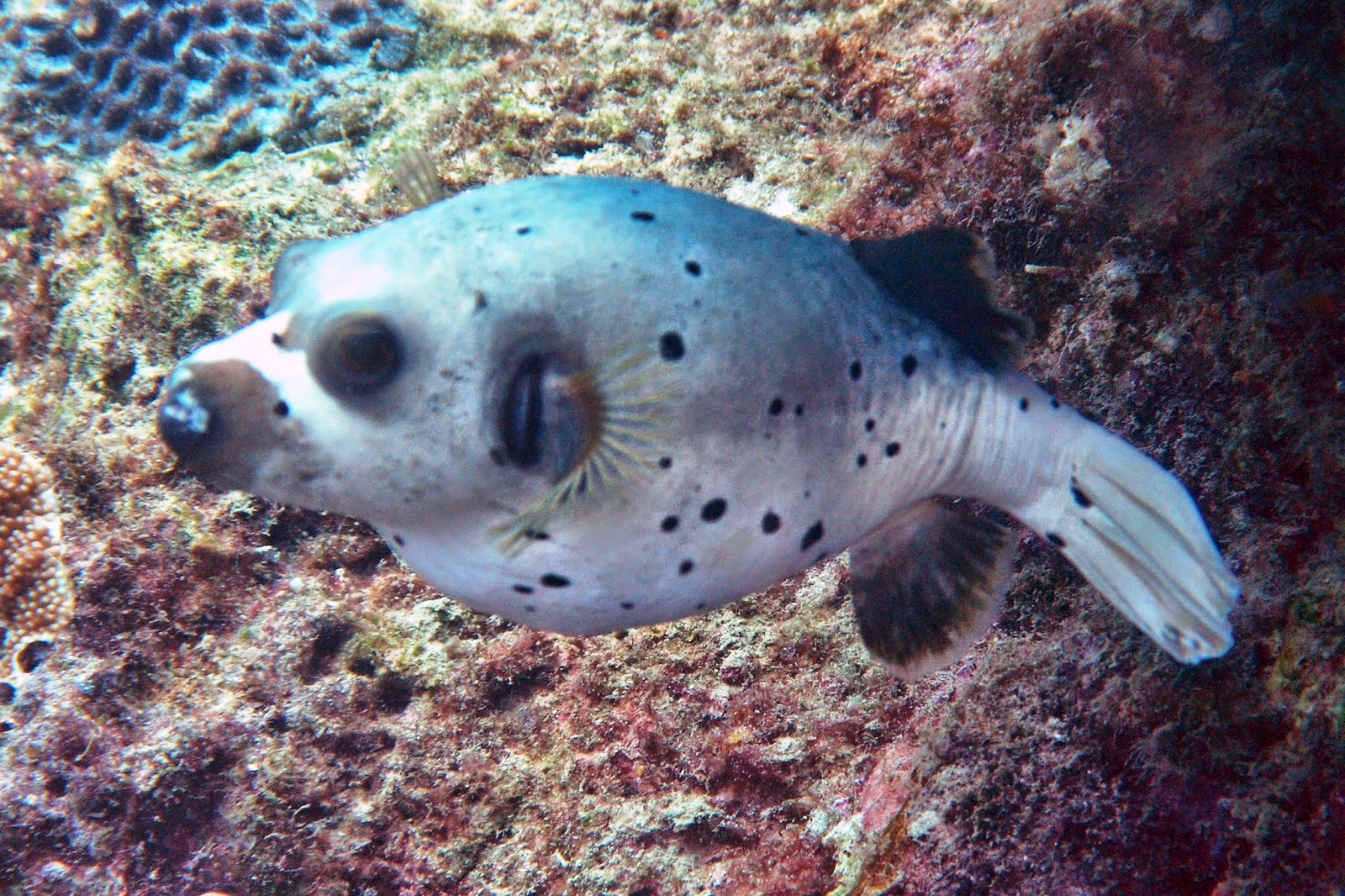PUFFER FISH photos - wallpapers (ανανεωμένο) | the fun bank