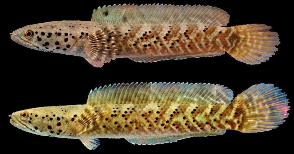 Ikan Channa Asiatica Rs Pure Channa Gabus Hias Kalimantan Gambarnya ...