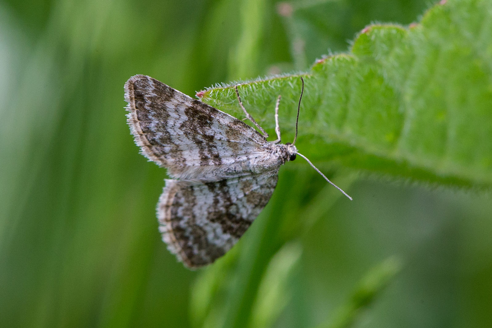 Darley Dale Wildlife: Marsh Pug and other day flying moths of the ...