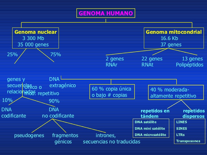GENÉTICA: Estructura molecular del genoma humano