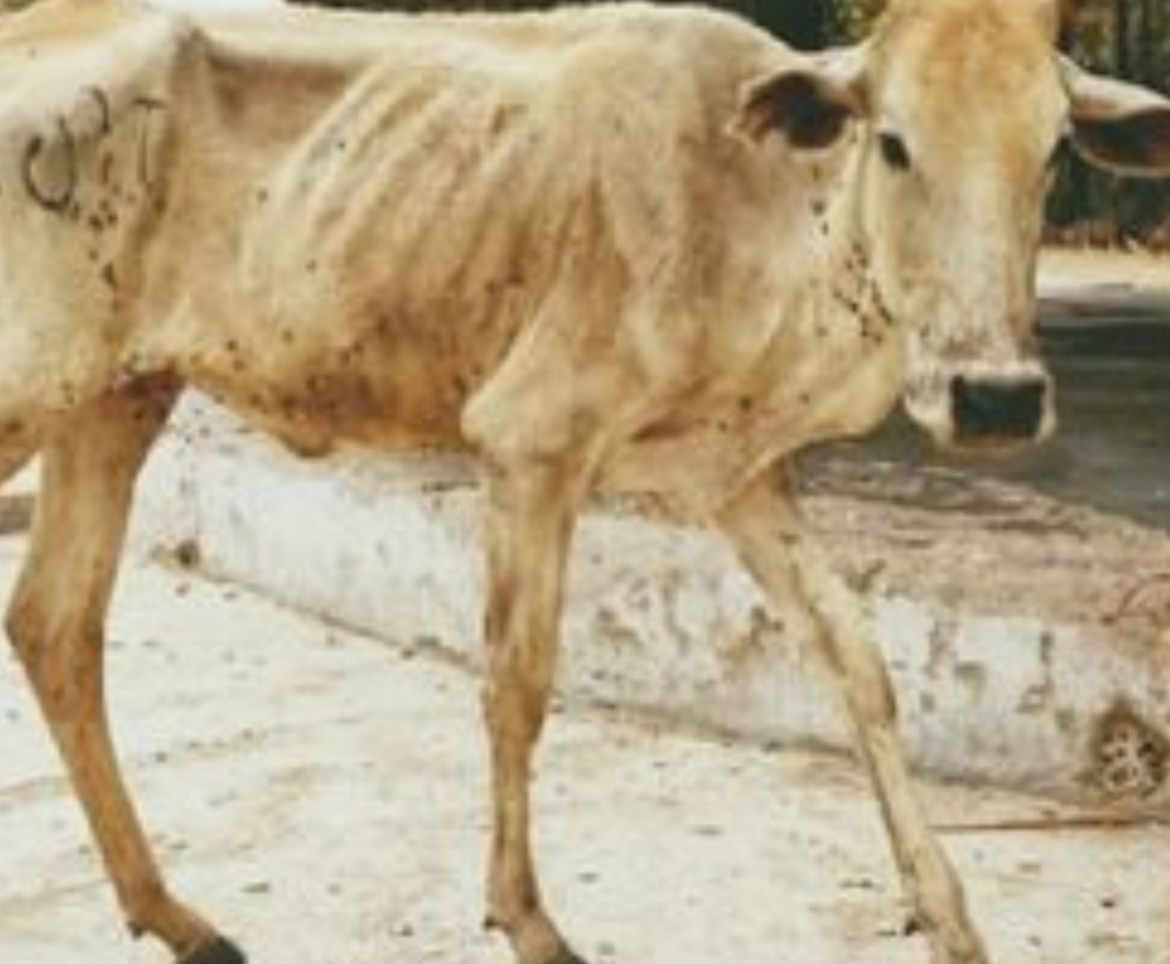 Penyebab Cacingan Pada Sapi Dan Cara Mengobatinya | 1001 Catatan, Cara ...