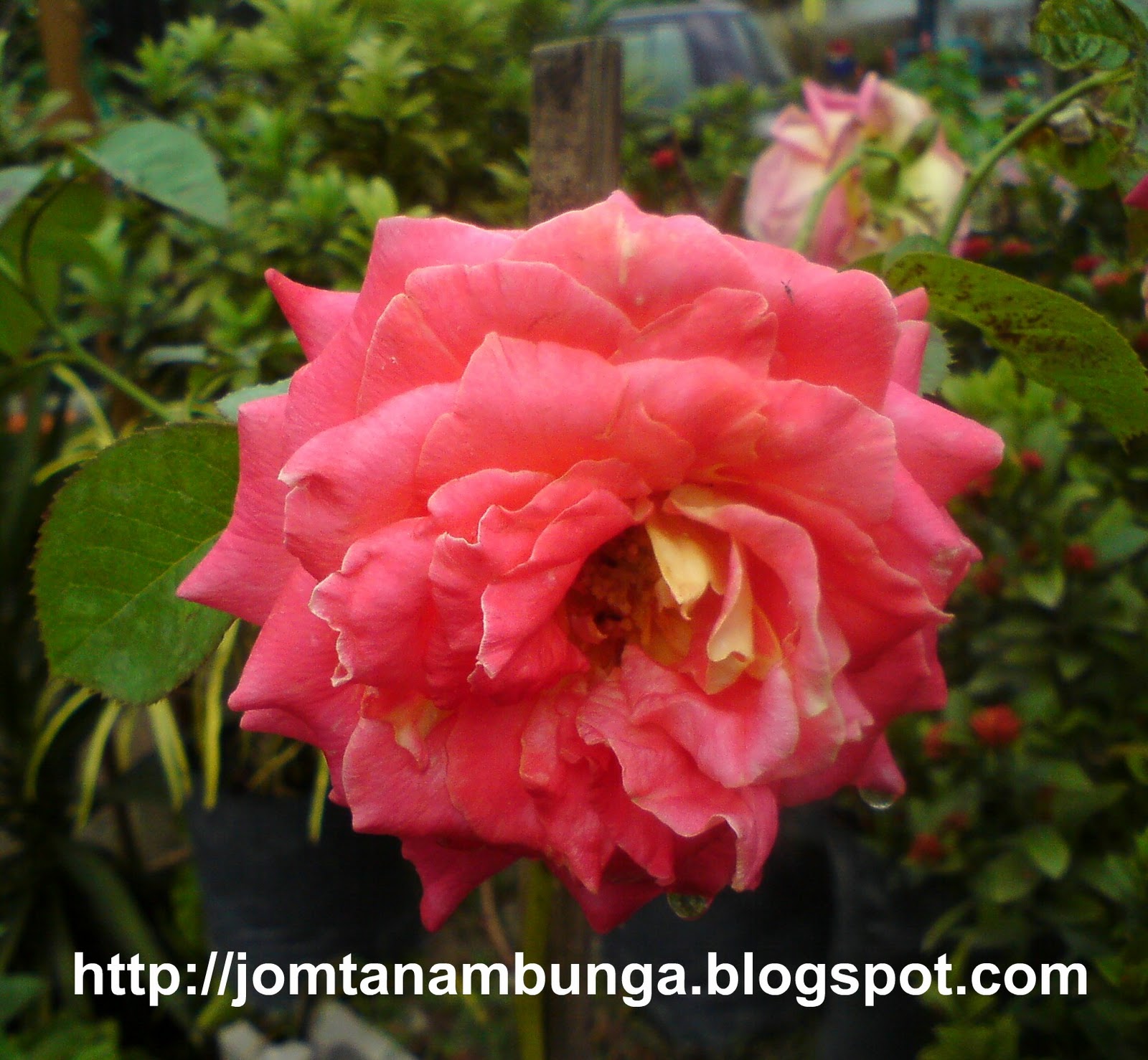 Jom Tanam Bunga: Bunga Ros Si Bunga Popular