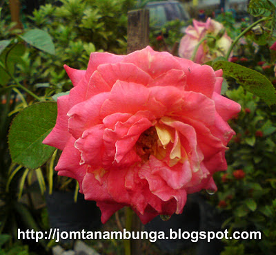 Jom Tanam Bunga: Bunga Ros Si Bunga Popular