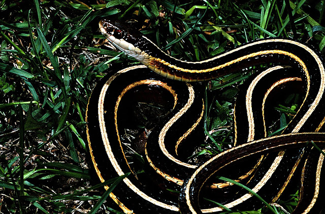 Den'sphotogallery: Snakes of New Hampshire