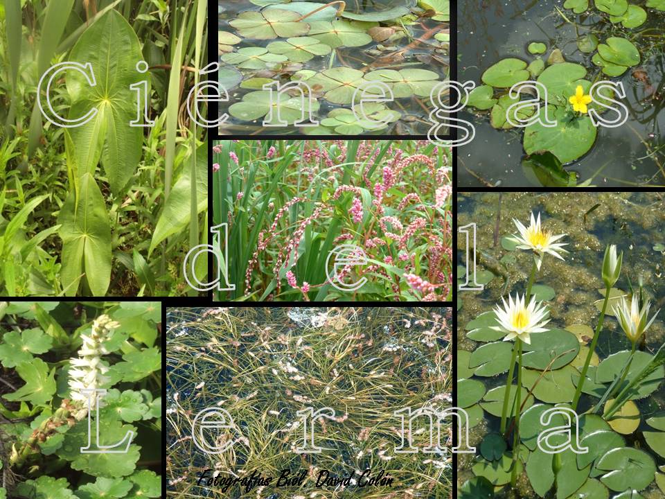 Ciénegas del Lerma: Ciénegas del Lerma