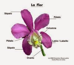 JARDINERIA: HISTORIA DE LAS ORQUIDEAS Y PARTES DE LA ORQUIDEA