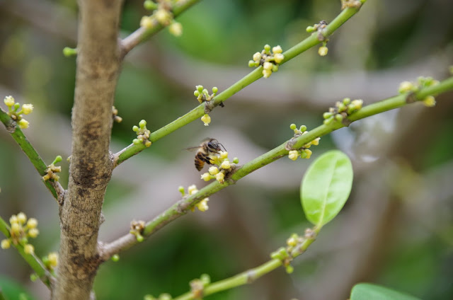 Trees and Plants: Limau Hantu