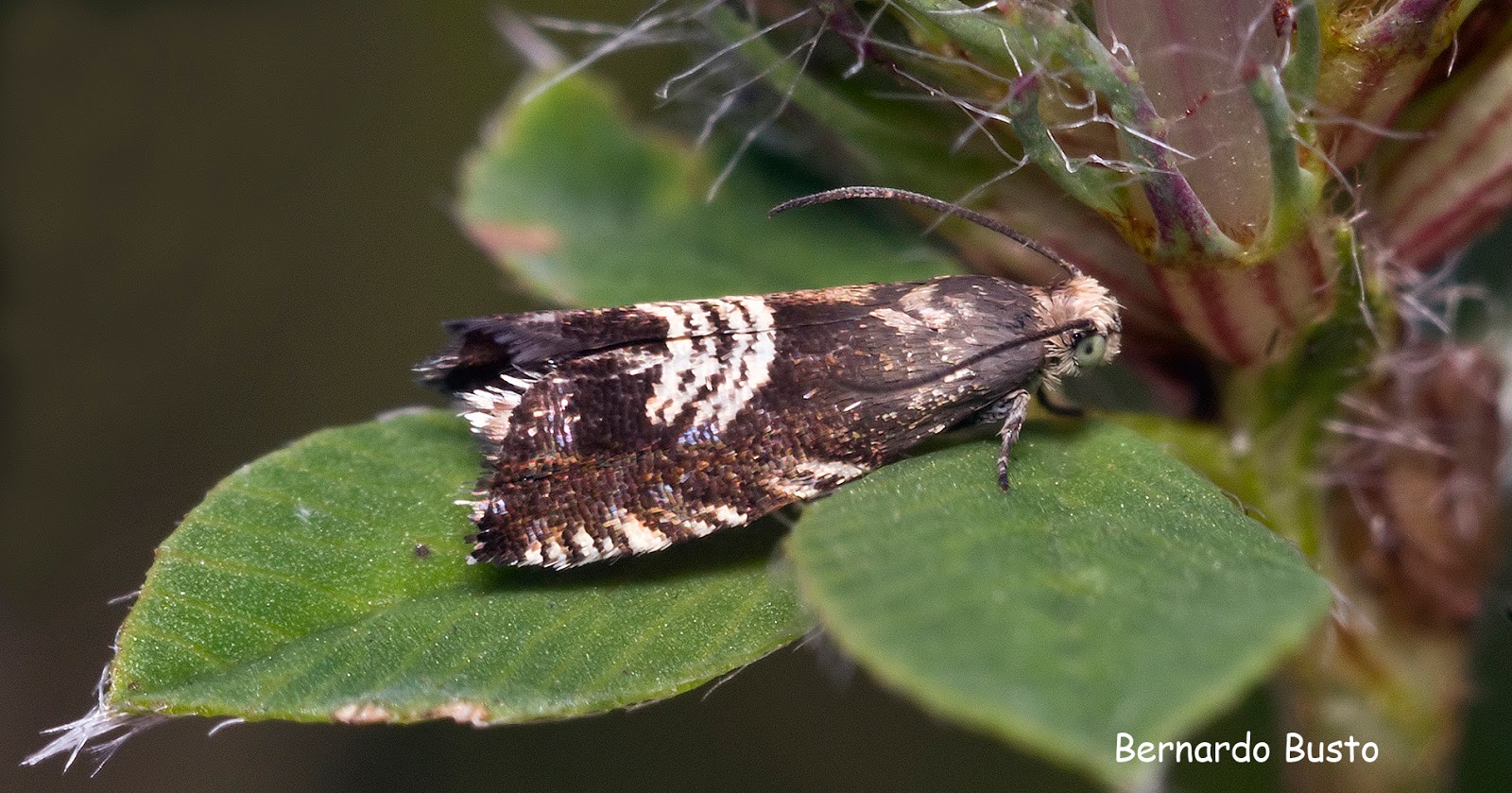 RÍA DE LA VILLA: Polilla en el trébol