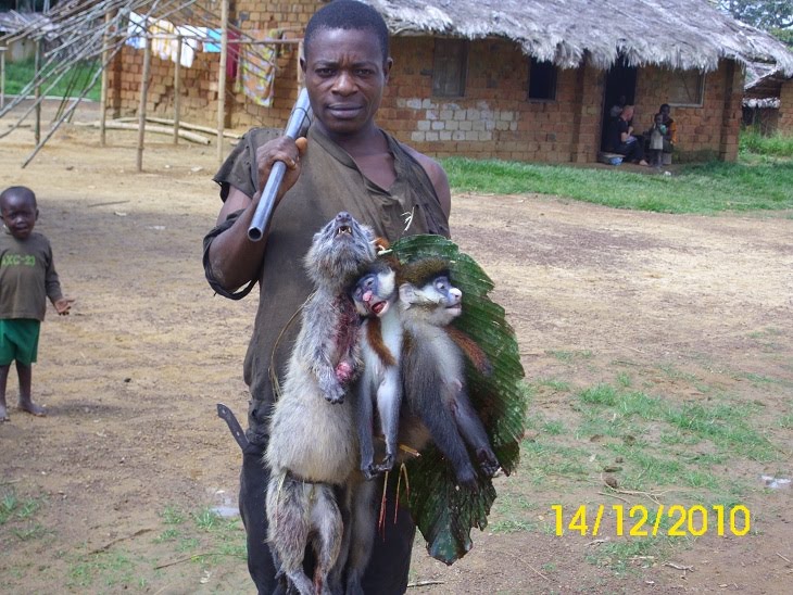 Coding in the Congo: Monkeys in Maniema.