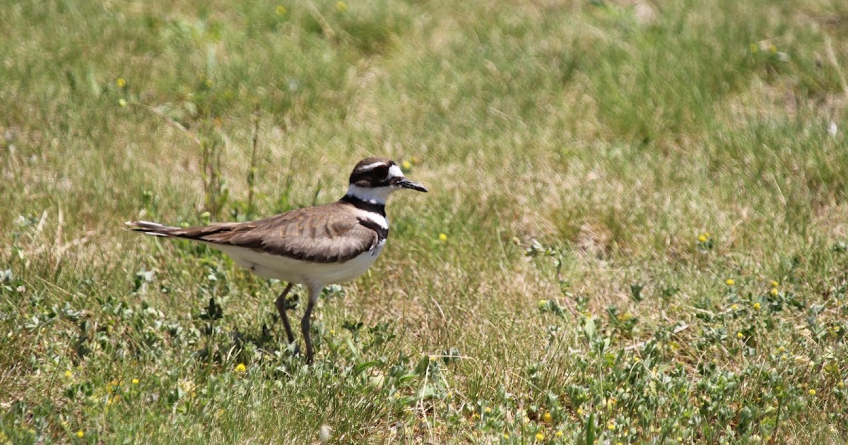 Isabella Conservation District Environmental Education Program ...