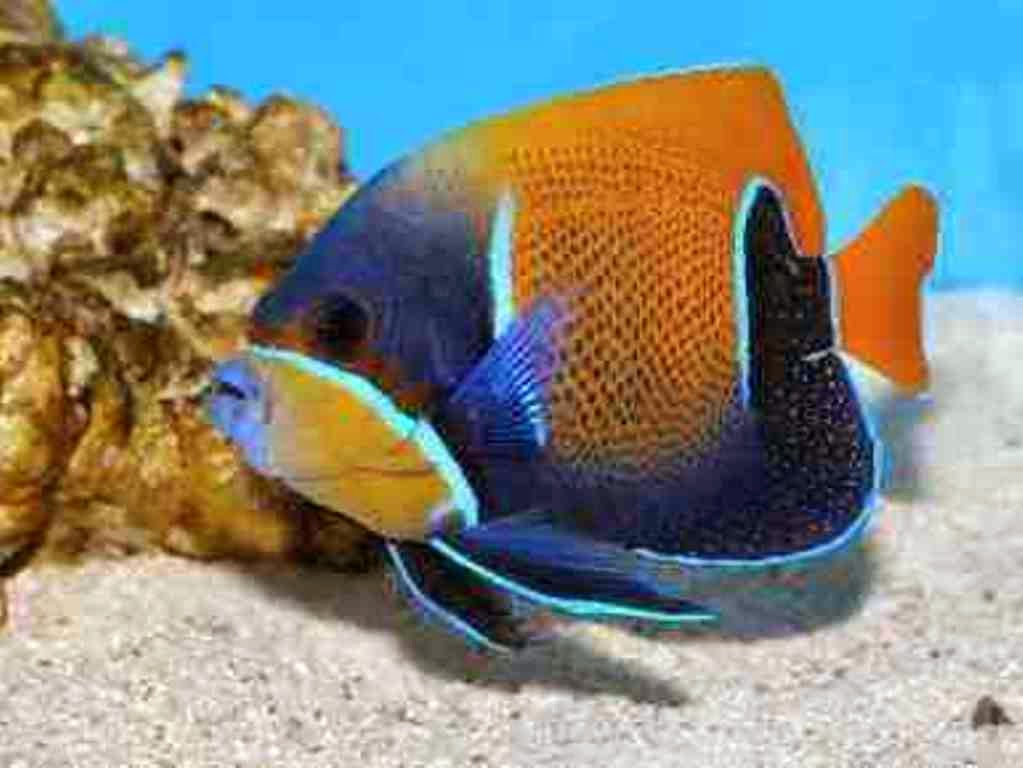 Angelfish - Ikan Angel