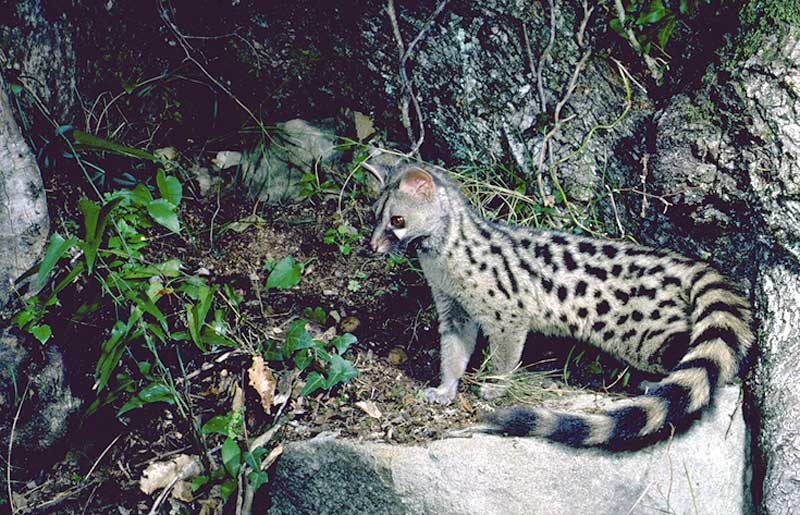 El ojo del buitre: Gineta (Genetta genetta)