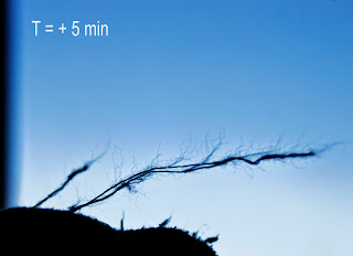 Mister Ken's Blog - Dijemeric Visualizations where math meets ...