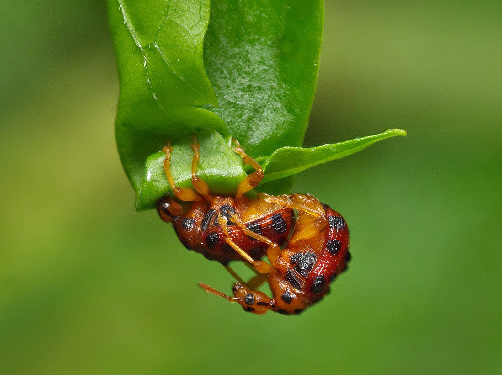tower record: 一邊交配一邊築巢的黑點捲葉象鼻蟲_The mating Weevil curve the leaf for ...