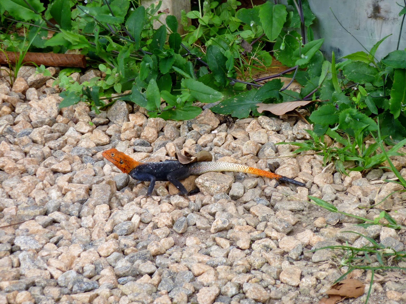 Further Adventures of Matt and Lazuli: Leaping Lizards!!