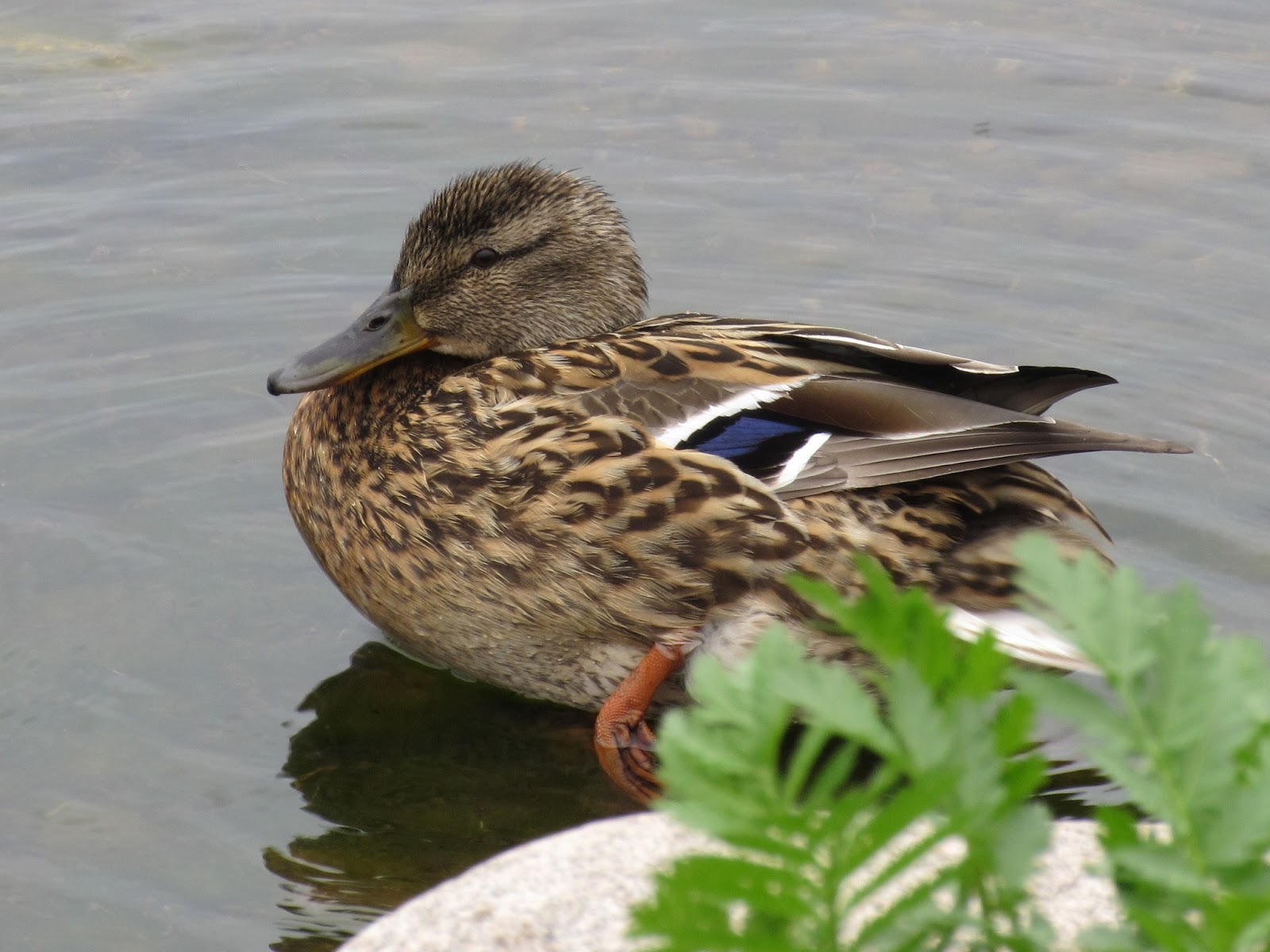 Maanantain lintukuvat