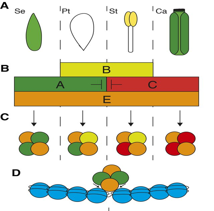 LET'S LEARN PLANTS: Regulation of Floral Development (Part I)
