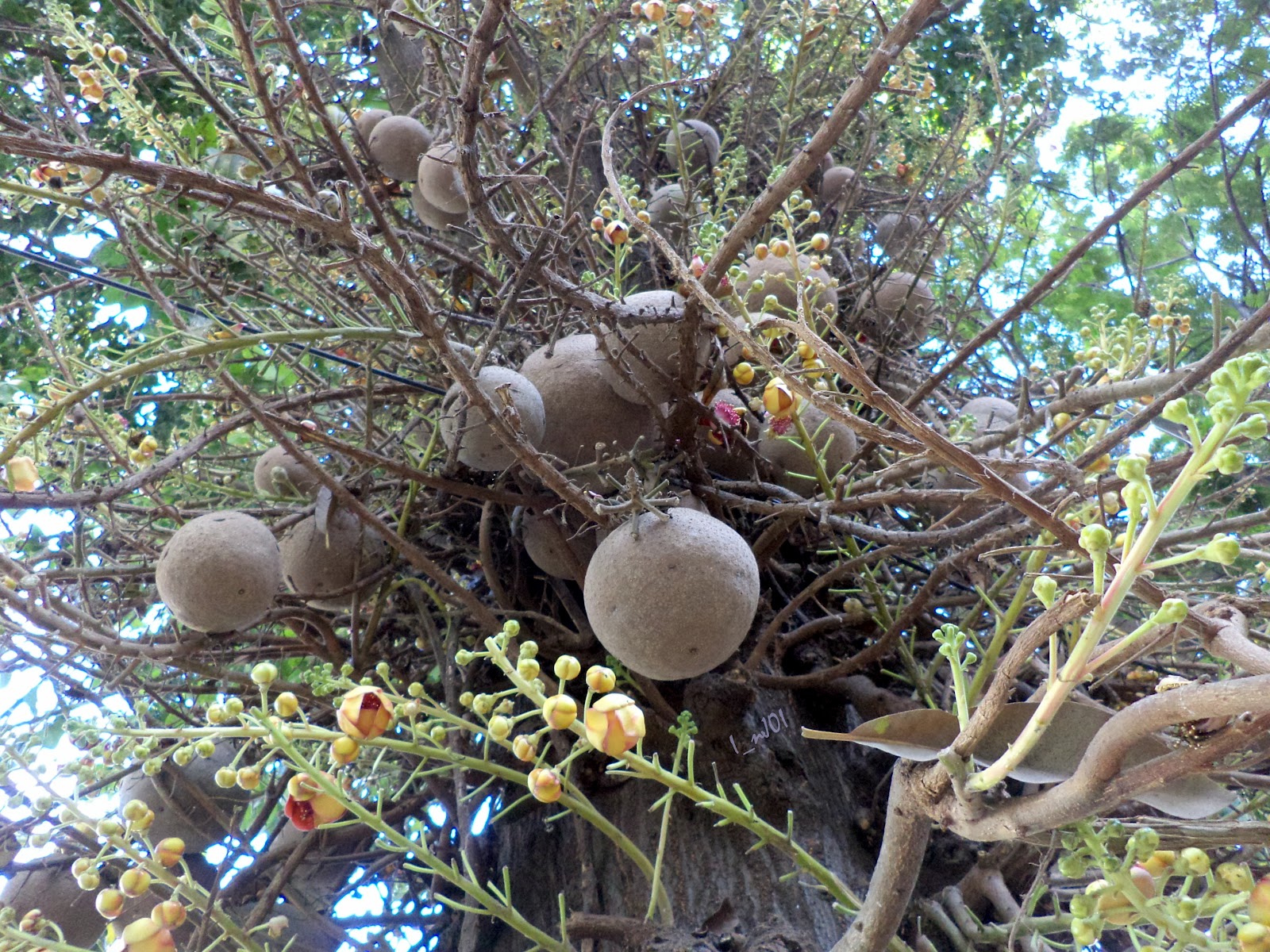 All My Photos!: Cannonball Tree