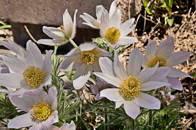 East Gwillimbury CameraGirl: Pasque Flowers/Top Shot