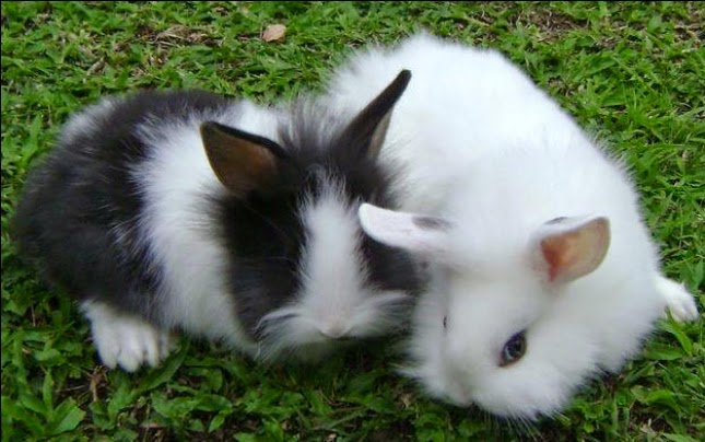 Loupuppy Mini Coelhos: Coelhos Lionhead, Mini Fuzzy, Fuzzy Lop, Teddy ...