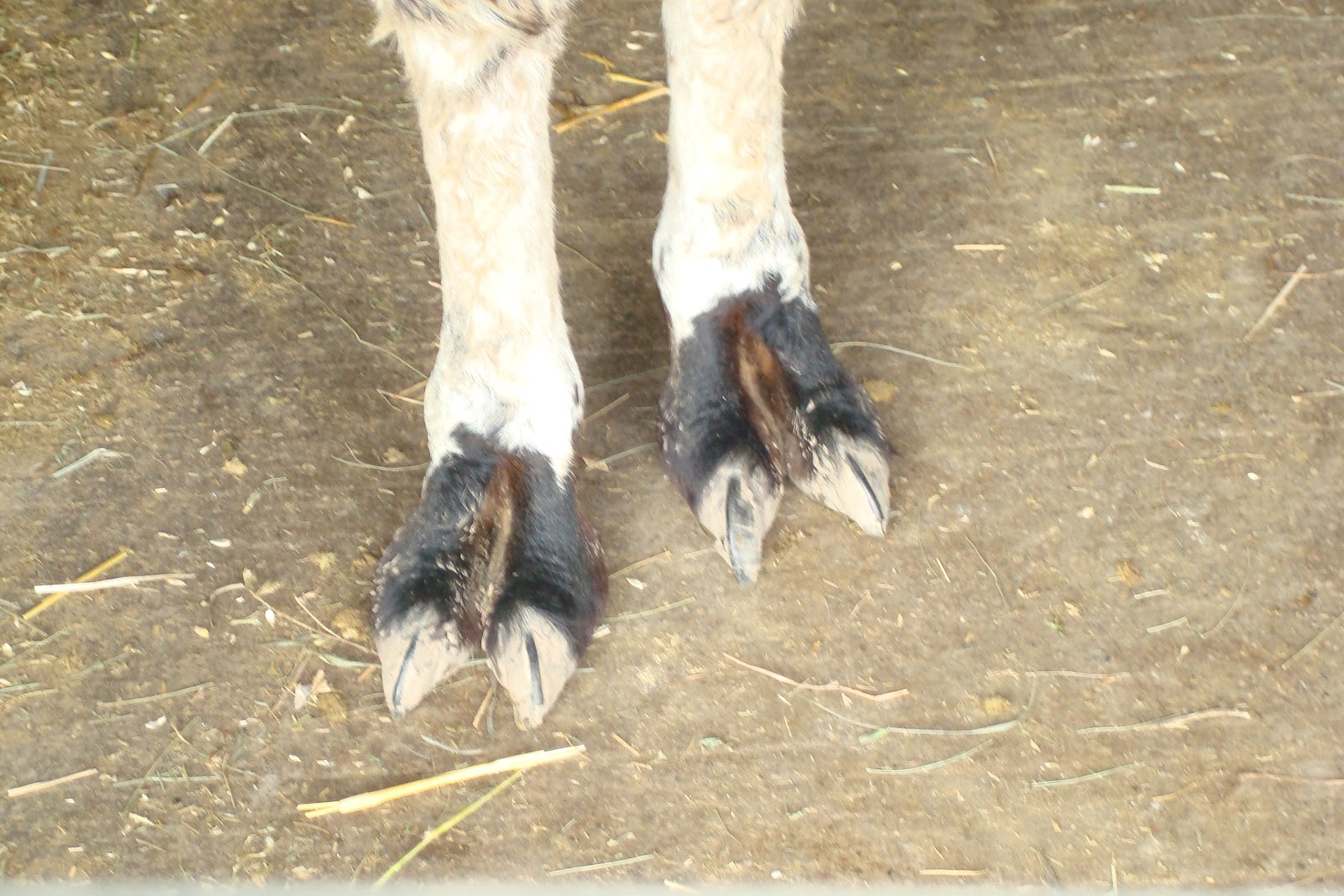 North Horse: Llama Home at Last