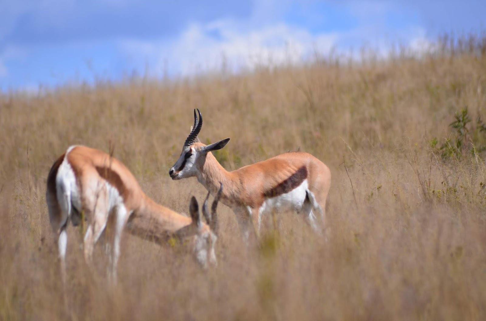 The Life's Way: National Animal of #SouthAfrica Springbok ...