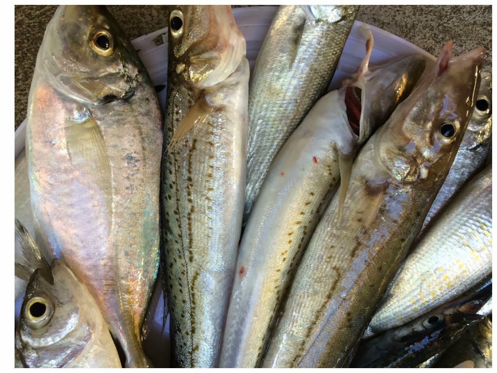 Apricot Tart: In My Kitchen ... in March