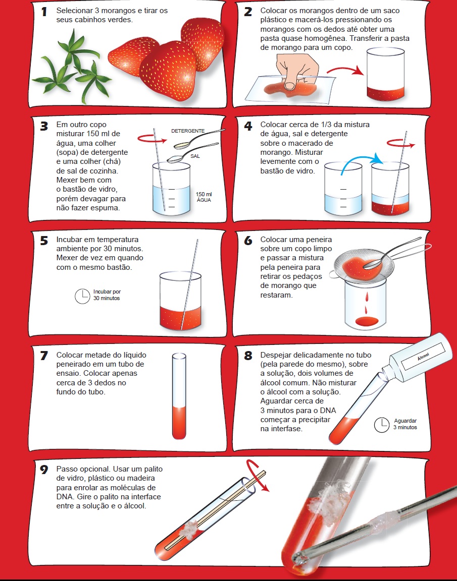Ciências em Ação !: Extração de DNA Vegetal - Morango