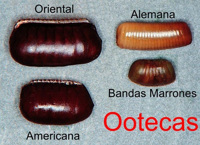 ordenes de insectos
