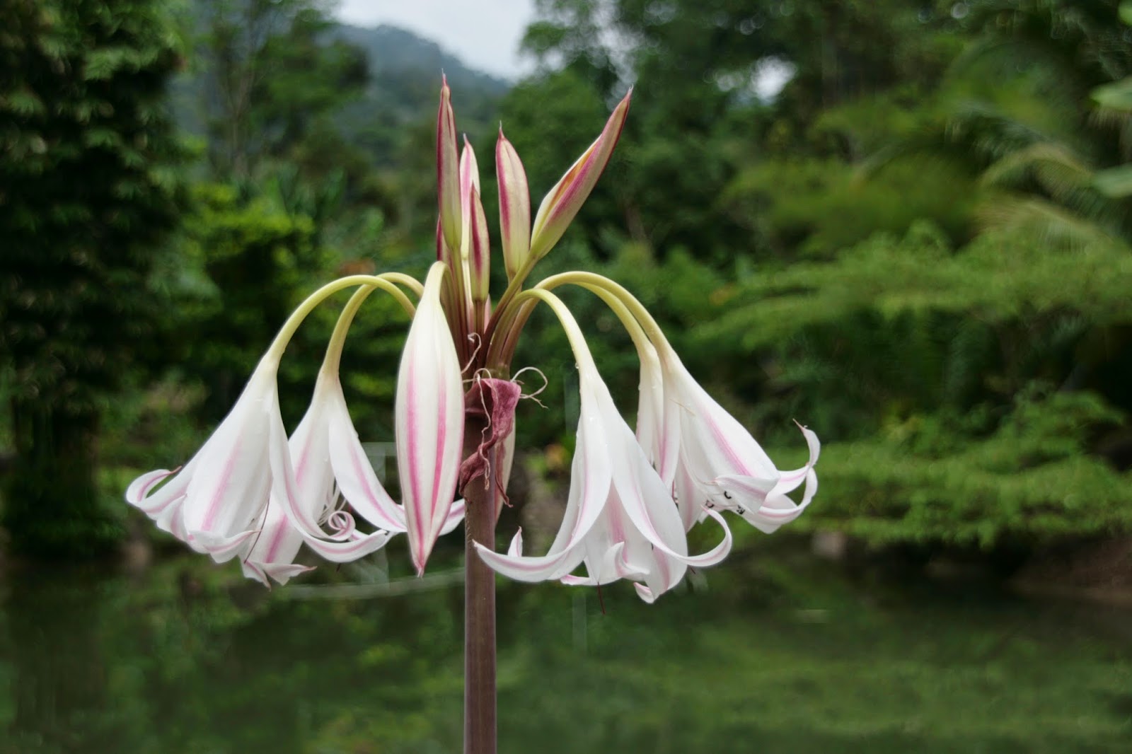 GanggaPura Campsite: GanggaPura Campsite