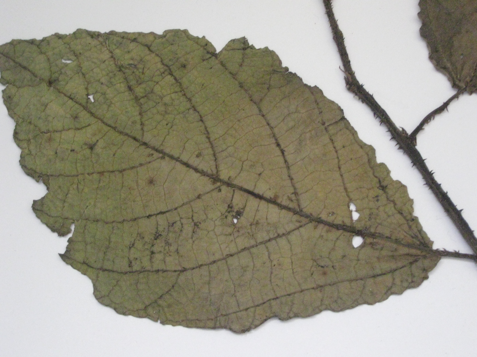 Herbario Digital CARPIO - IASA (DICOTILEDÓNEAS): URTICACEAE