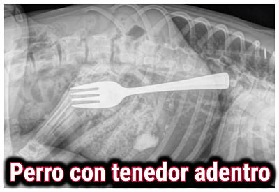 Lo Reciente: Veterinarios quitan Tenedor del esófago de un Perro