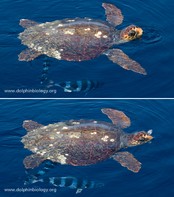 Dolphin Biology and Conservation: Sea turtle and pilot fish