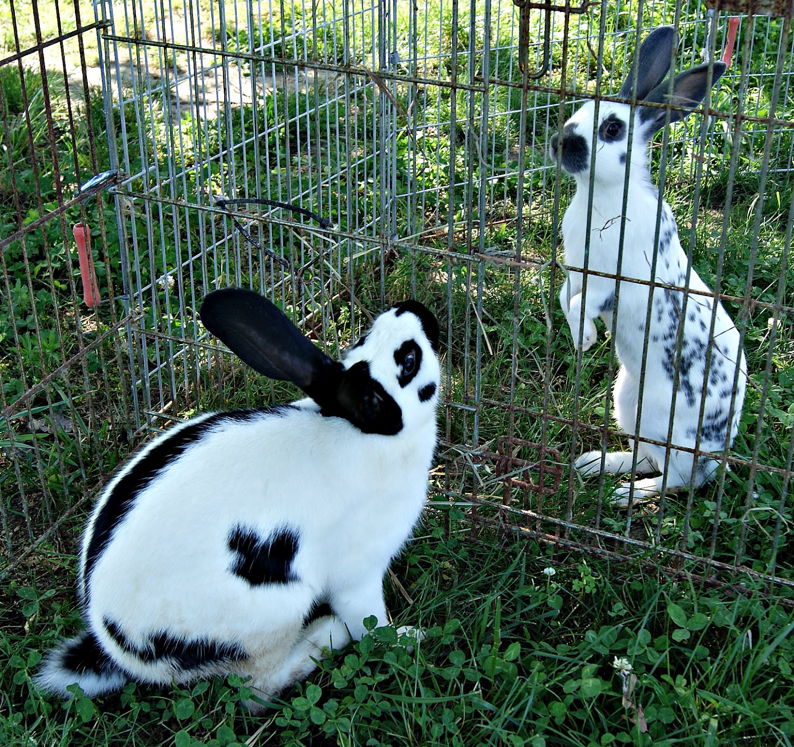 Fuzzibutt's Rabbitry: Duncan the Checkered Giant