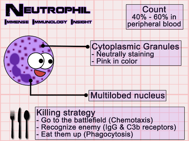 Immense Immunology Insight: Neutrophils simplified