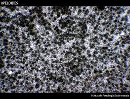 Peloides: Peloides