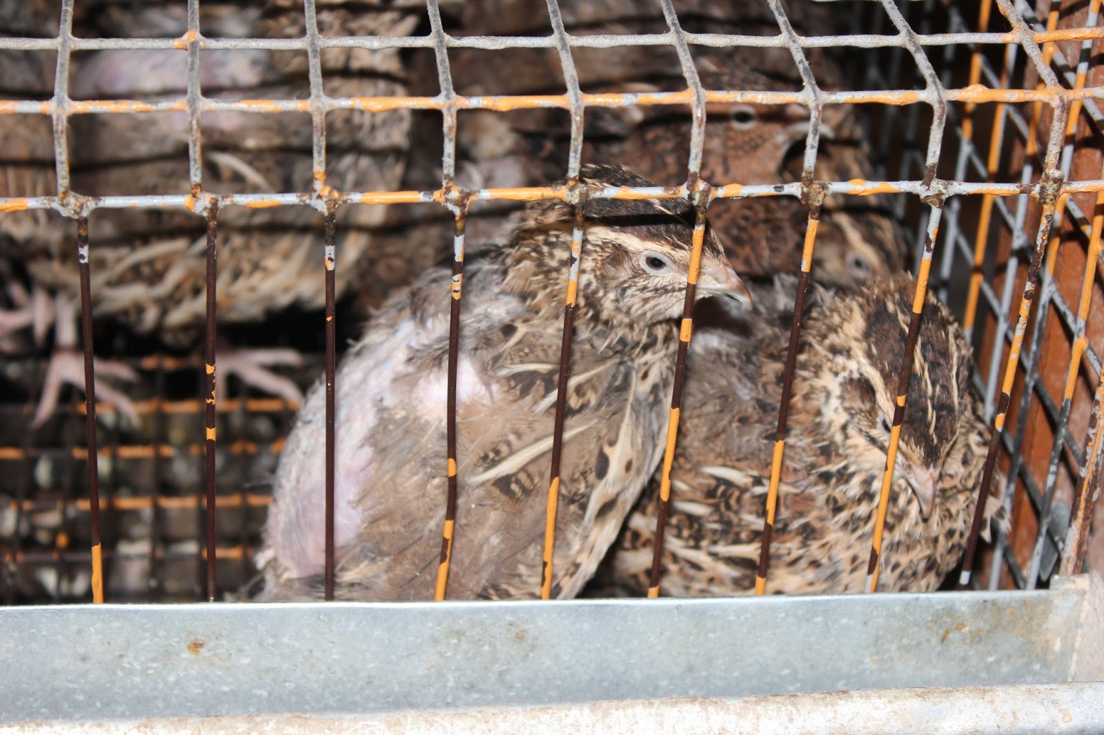 Z/S Flaveri: Paipalas