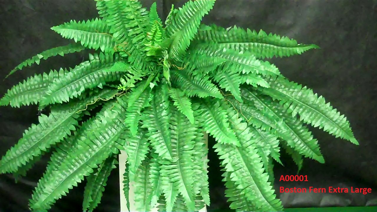 Plants For All Blog: Putting Your Tropical Plants Outside - Part 4 ...