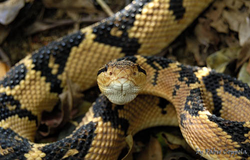 BIOLOGIA E HERPETOLOGIA Amor à vida e aos Répteis!: Surucucu ou ...