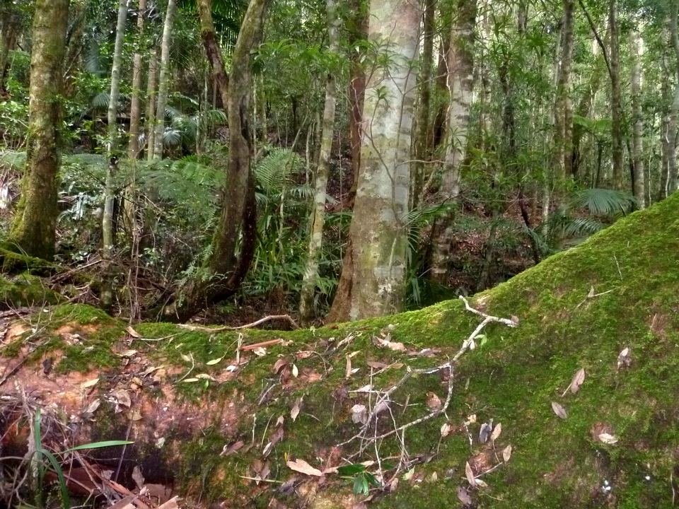 Kay Parkin Birding: Goldcoast Hinterland Rainforest Birding