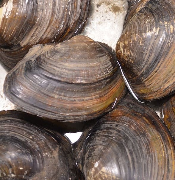 Fish and Shellfish: Seafood poisoning