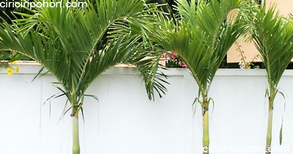 Cara Menanam dan Merawat Pohon Palem Putri - Ciriciripohon.com