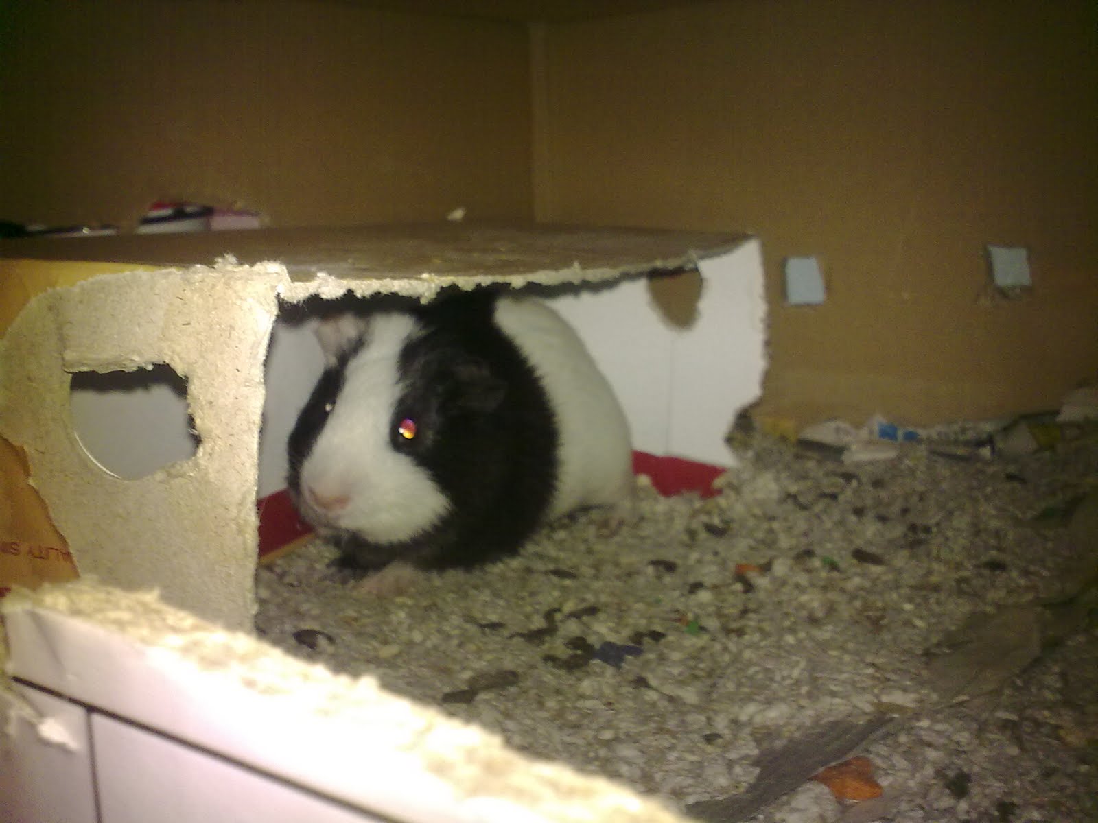 Guimo - JungleKey.pt Imagem