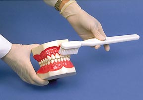 Dental School: Proper tooth brushing techniques power point presentation
