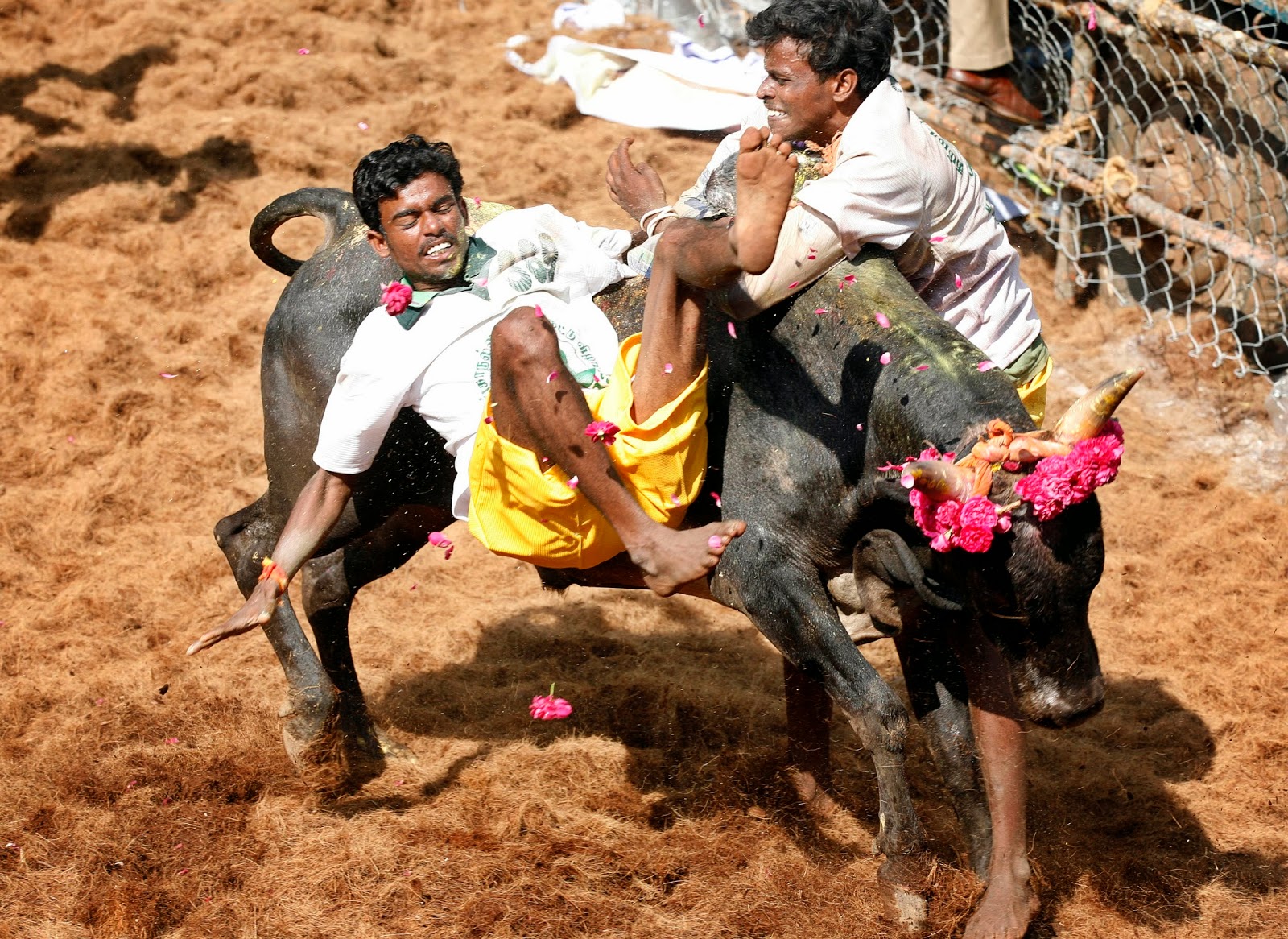 Pinceladas Actuales: Jallikattu, La Doma India del Toro