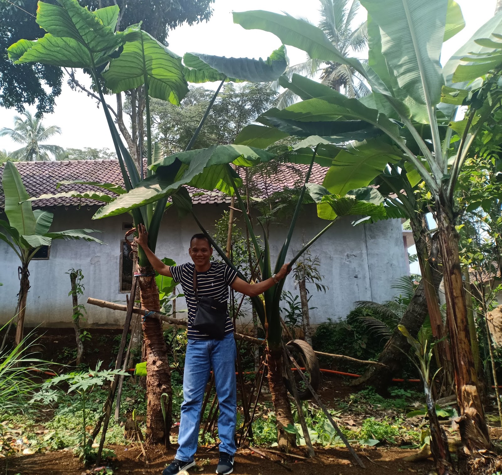 Bibit Tanaman Talas/Lompong Beneng